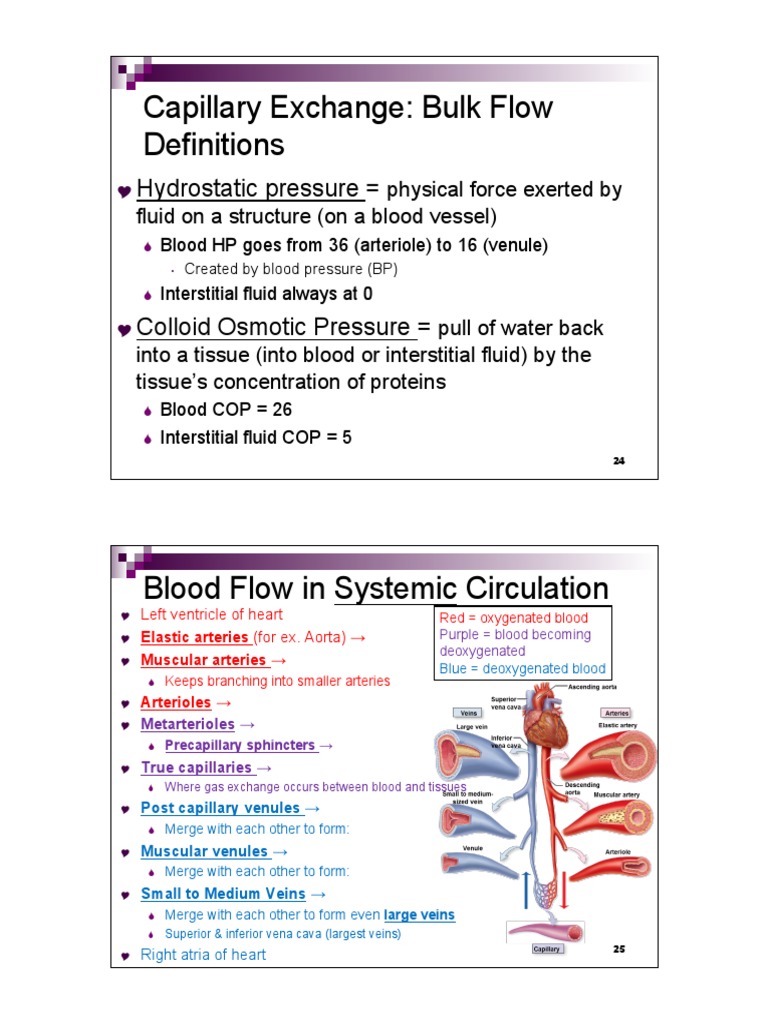 2402 Ch20 Vessels and Circulation (Part 2) | PDF | Shock (Circulatory) | Circulatory System