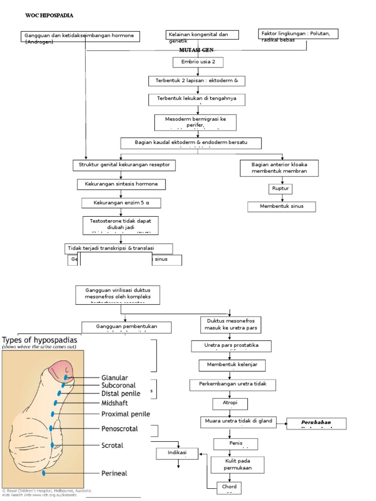 Woc Hipospadia 2 | PDF
