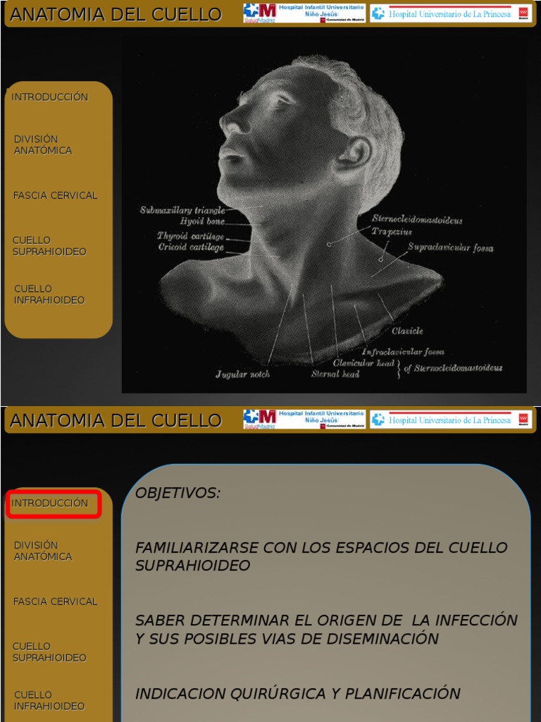 Presentacion Anatomia Del Cuello | PDF | Cuello | Anatomía humana