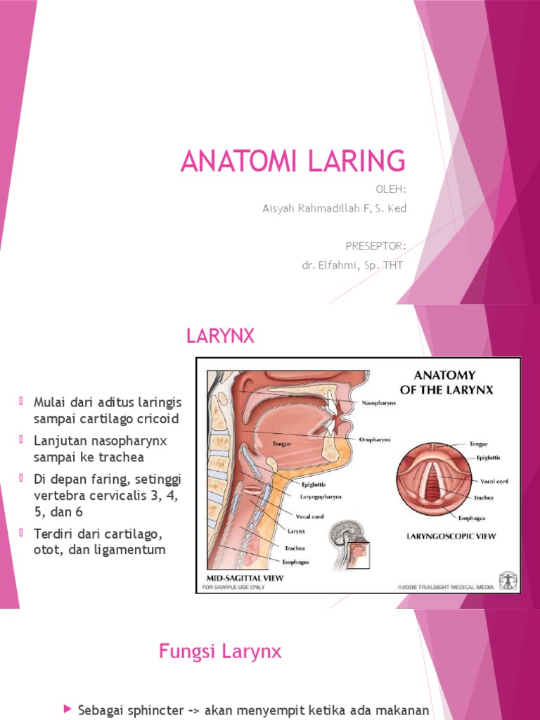 10 Anatomi Laring Dan Fungsinya Background - Riset