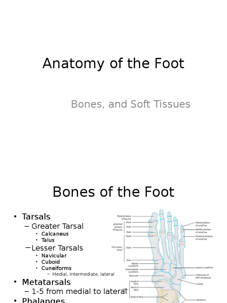 1 The Foot | PDF | Foot | Limbs (Anatomy)