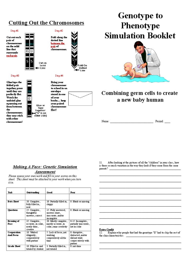 Make A Baby Simulation Booklet | PDF | Dominance (Genetics) | Genotype