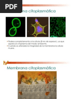 Membrana Plasmática en Bacterias | PDF | Membrana celular | Las bacterias