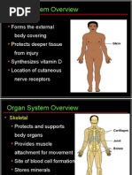 The Human Body Systems Power Point | PDF | Human Body | Blood