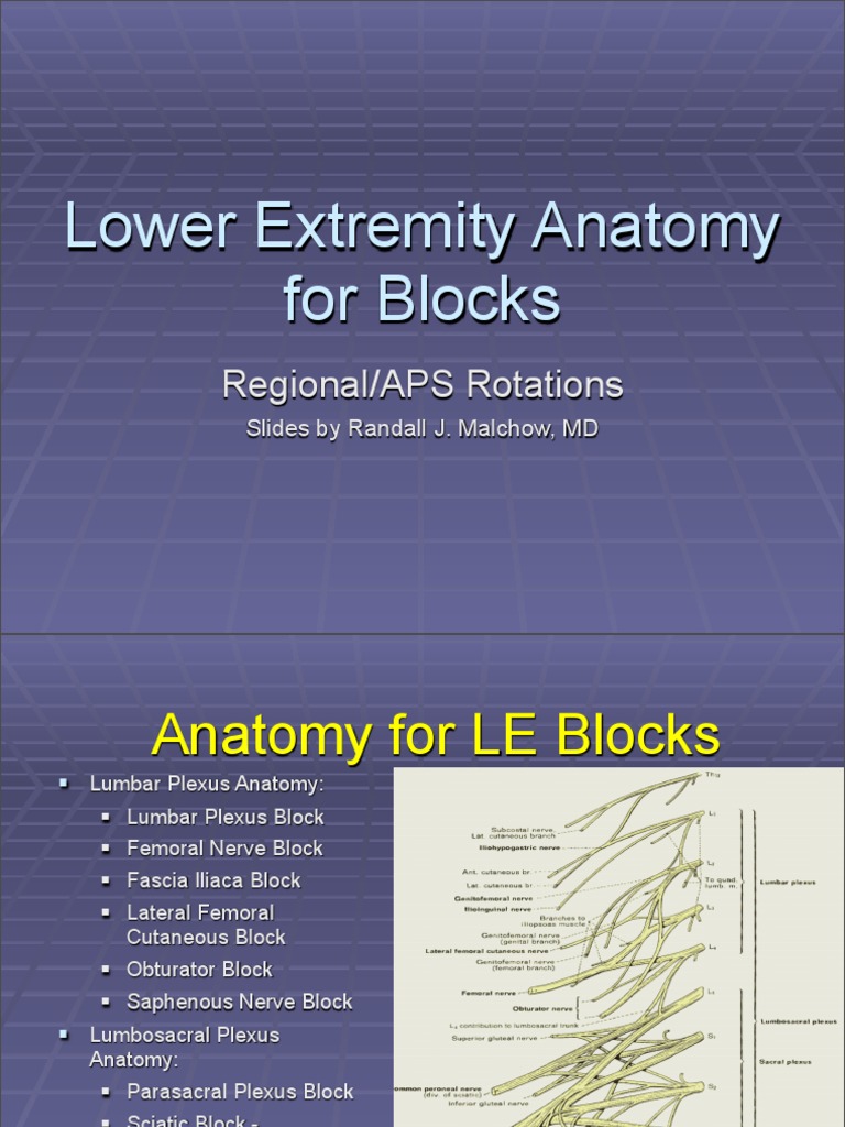 Lower Extremity Anatomy | PDF | Human Leg | Lower Limb Anatomy