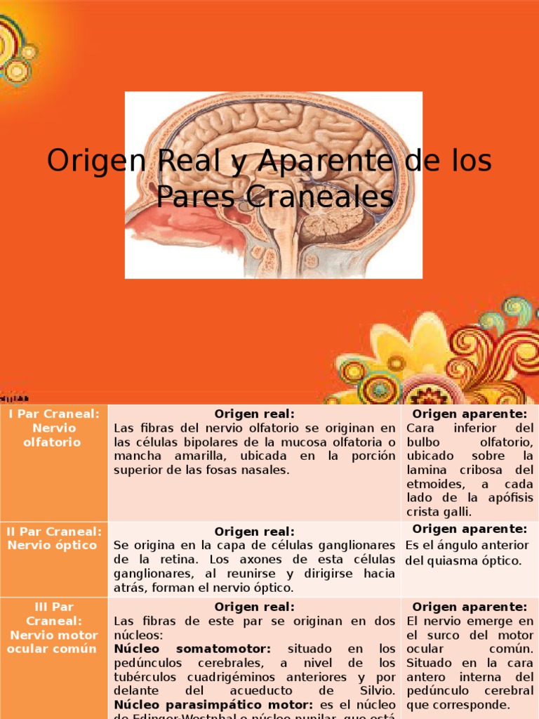 Origen Real Y Aparente de Los Pares Craneales Presentacion | PDF | Anatomía humana | Neurología