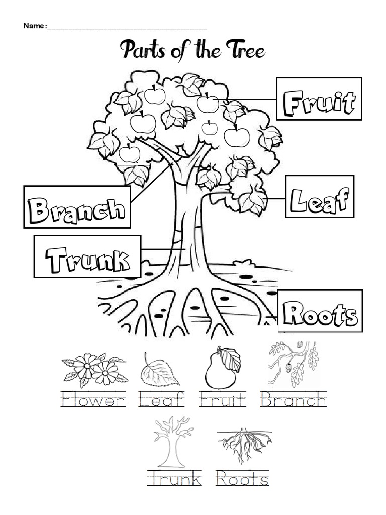 Parts Of Tree Worksheet