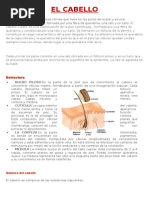 Anatomía y Estructura del Cabello | PDF | Pelo | Sistema tegumentario