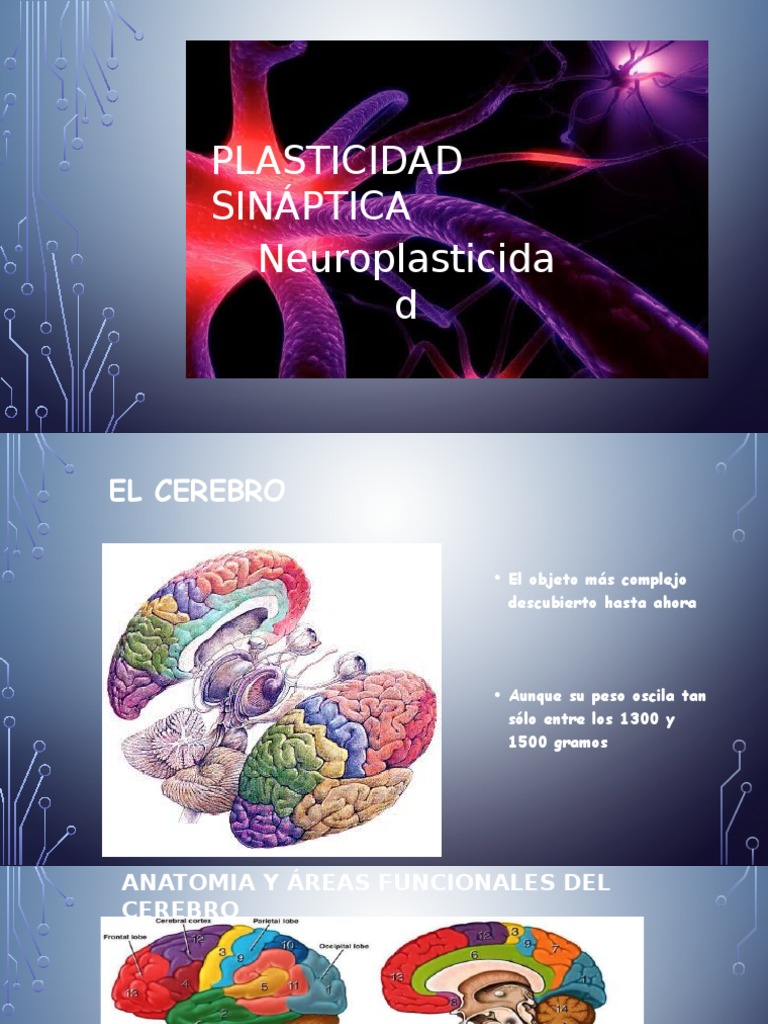 Plasticidad Sináptica | Neuroplasticity | Synapse