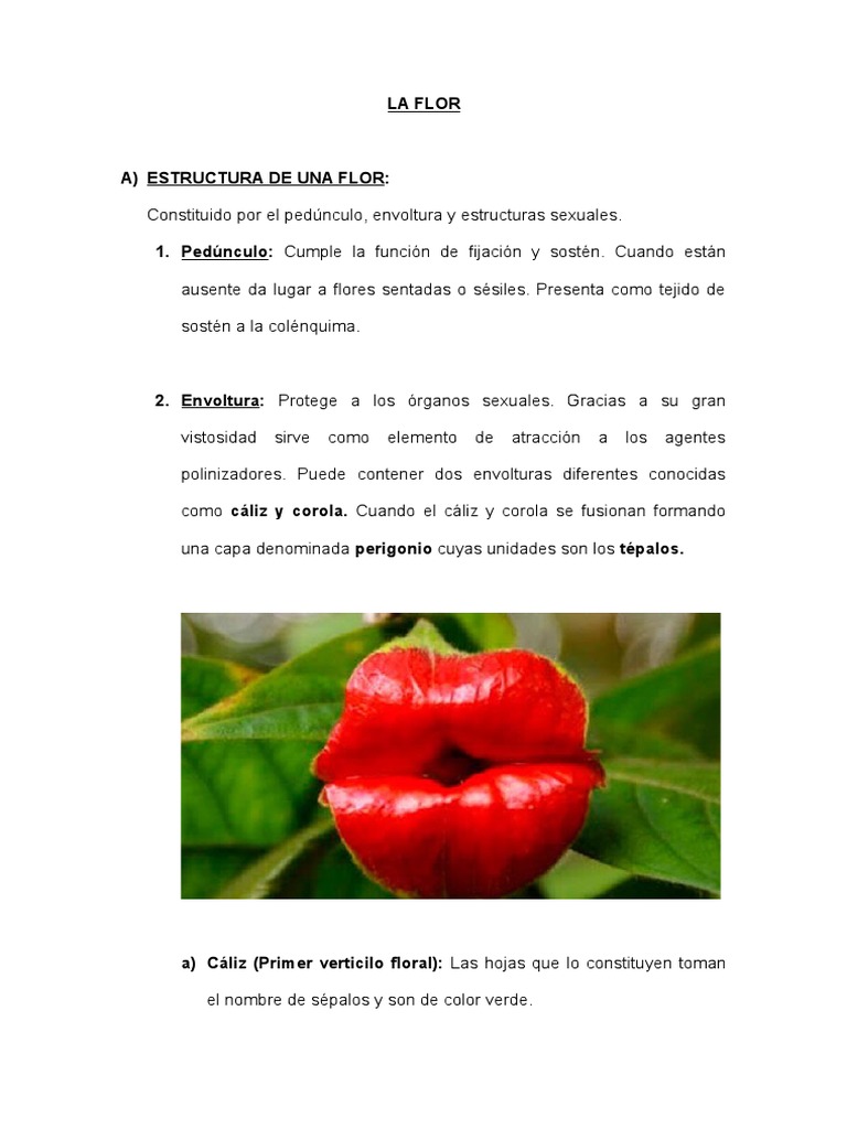 Estructura y Tipos de Flores | PDF | Flores | Botánica