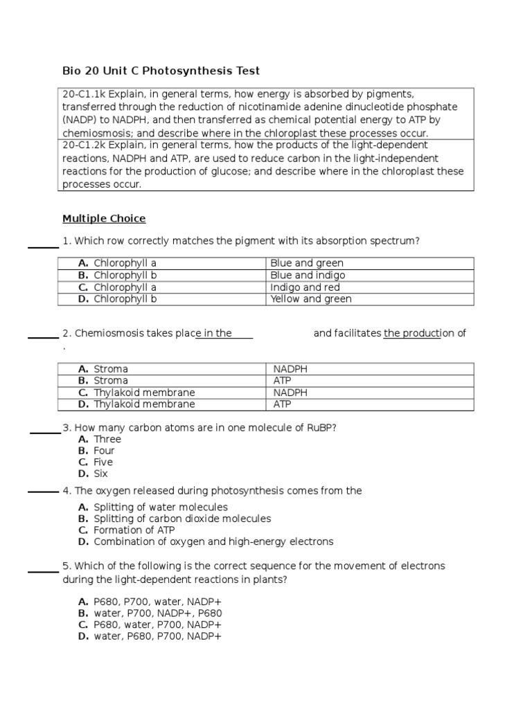 Bio 20 Photosynthesis Test Review | PDF | Photosynthesis | Chlorophyll