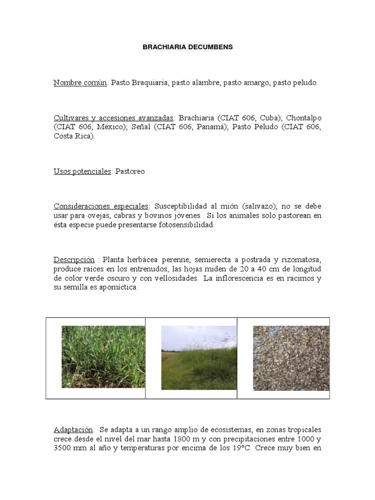Características del Pasto Brachiaria Decumbens | PDF | Siembra | Suelo