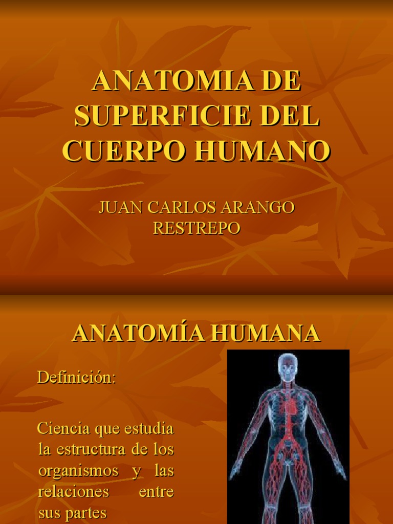 Anatomia De Superficie Del Cuerpo Humano Términos Anatómicos De
