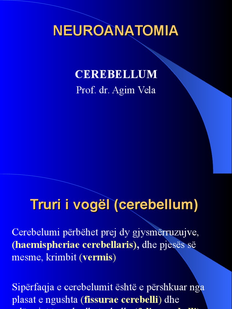L3 - Cerebellum | PDF