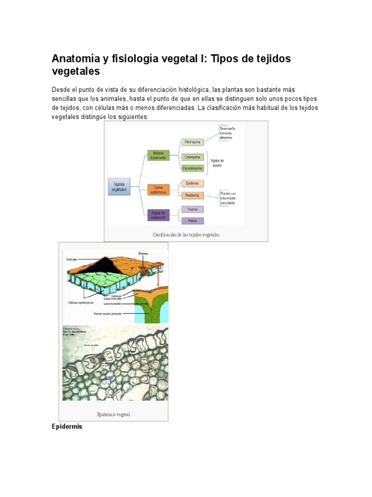 Anatomía y Fisiología Vegetal I | PDF | Tallo de la planta | Nicho ...