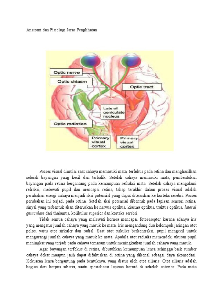 Anatomi Dan Fisiologi Jaras Penglihatan | PDF