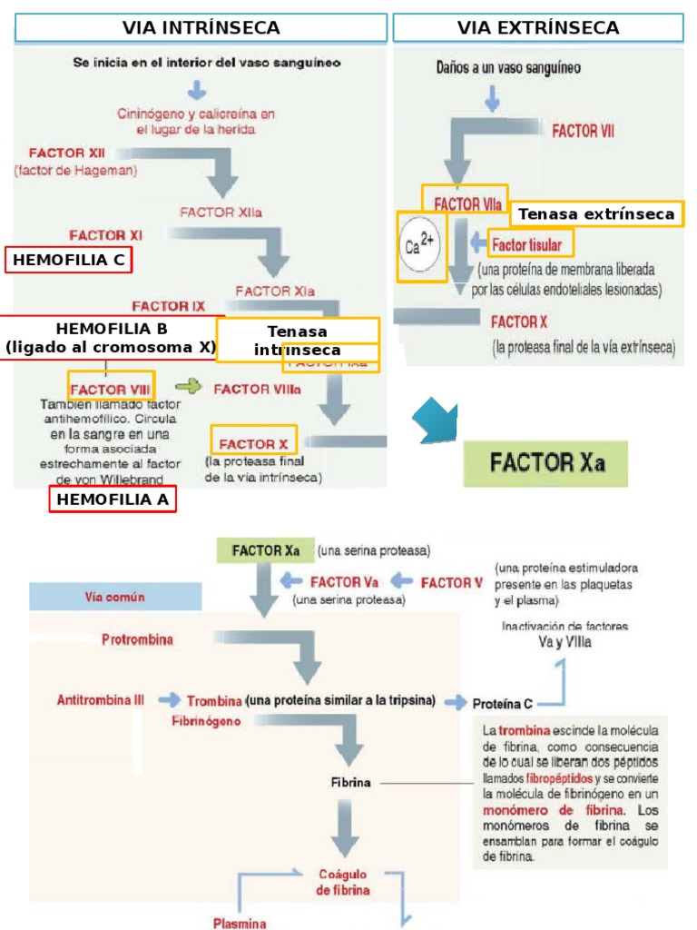 Via Intrinseca y Extrinseca | PDF