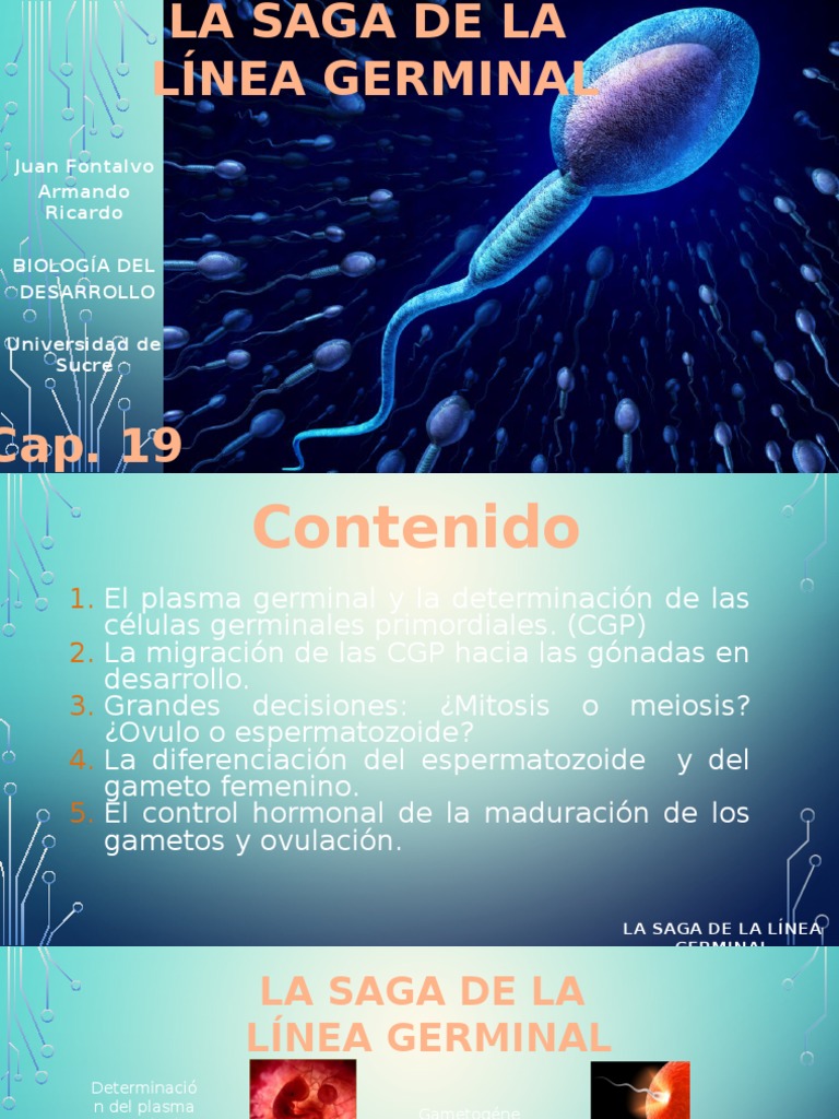 La Saga de La Linea Germinal | PDF | Mitosis | Biología Celular