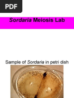 Meiosis Investigation in Sordaria Fimicola | PDF | Ploidy | Meiosis