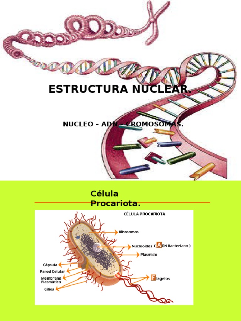 Estructura Nuclear | Nucleo celular | Cariotipo