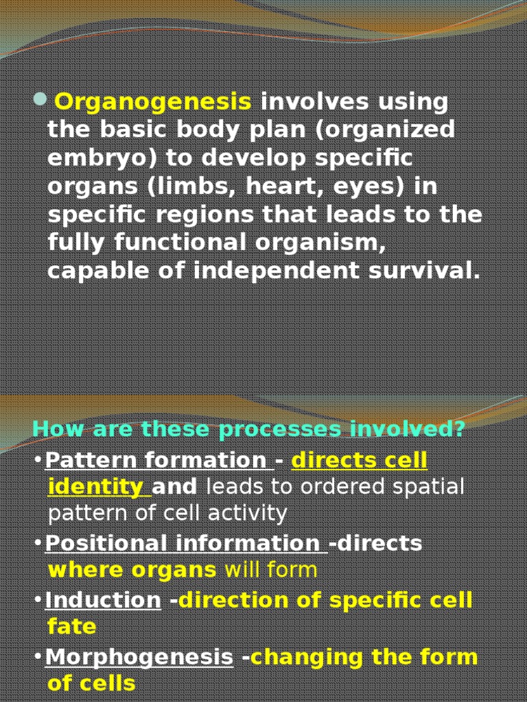 Cell Differentiation and Organogenesis 2 | PDF | Embryo | Life Sciences