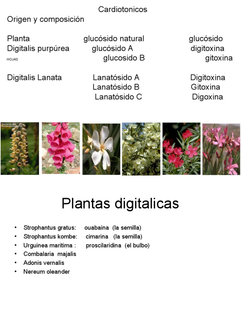 5 Digitalicos | PDF | Arritmia cardiaca | Drogas