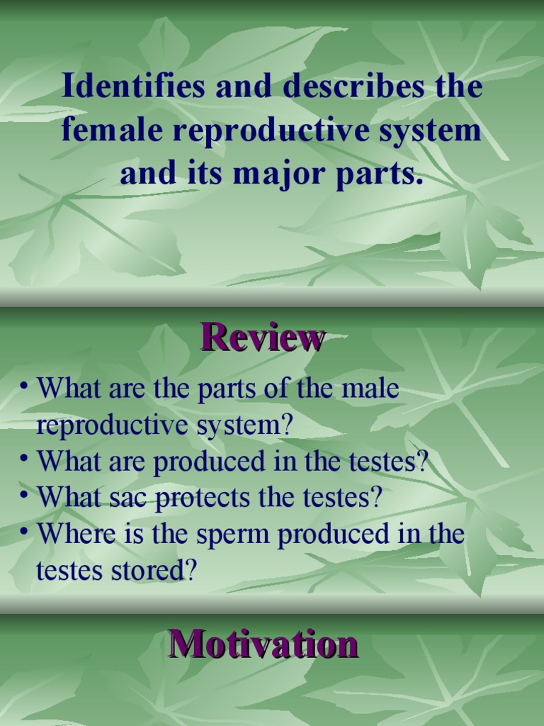 Function of Female Reproductive System | PDF | Reproductive System | Labia
