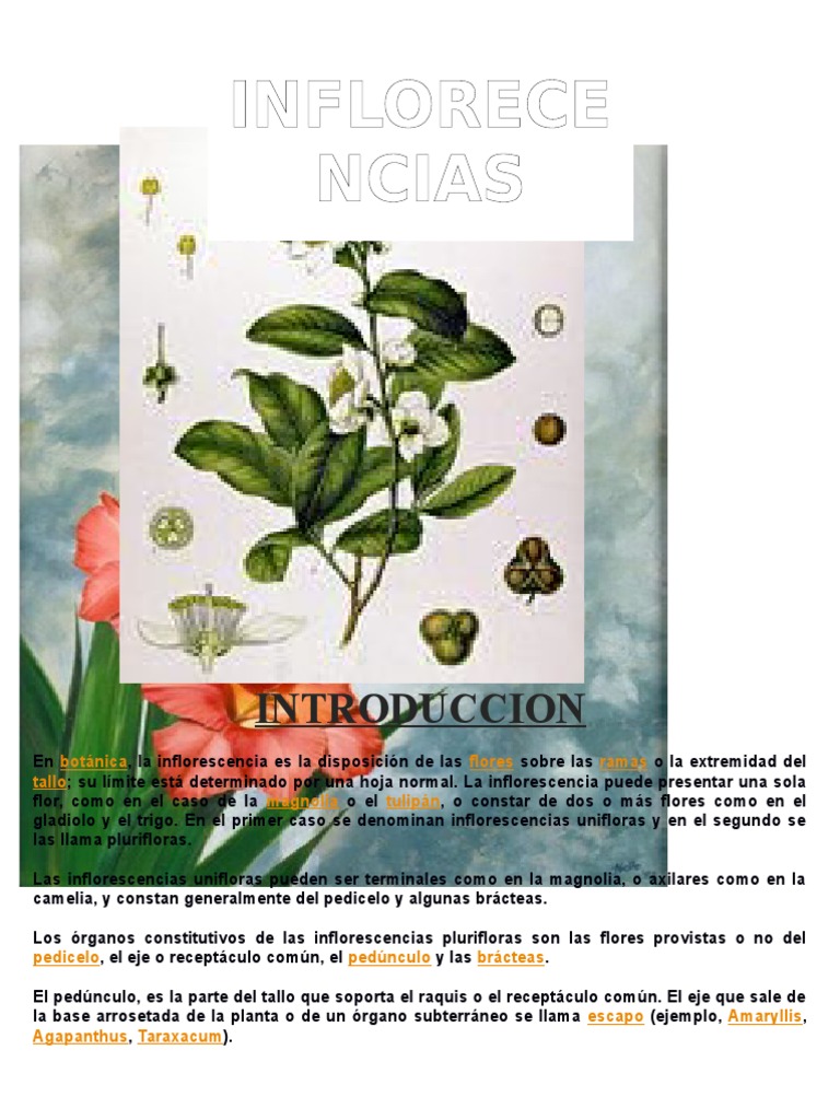 Tipos y Partes de la Inflorescencia | PDF | Hinojo | Organismos