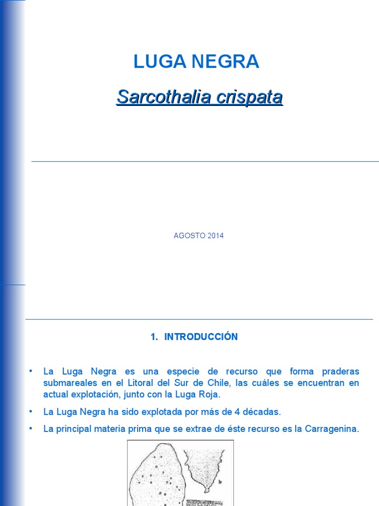 Presentacion Luga Negra | PDF | Algas | Plantas