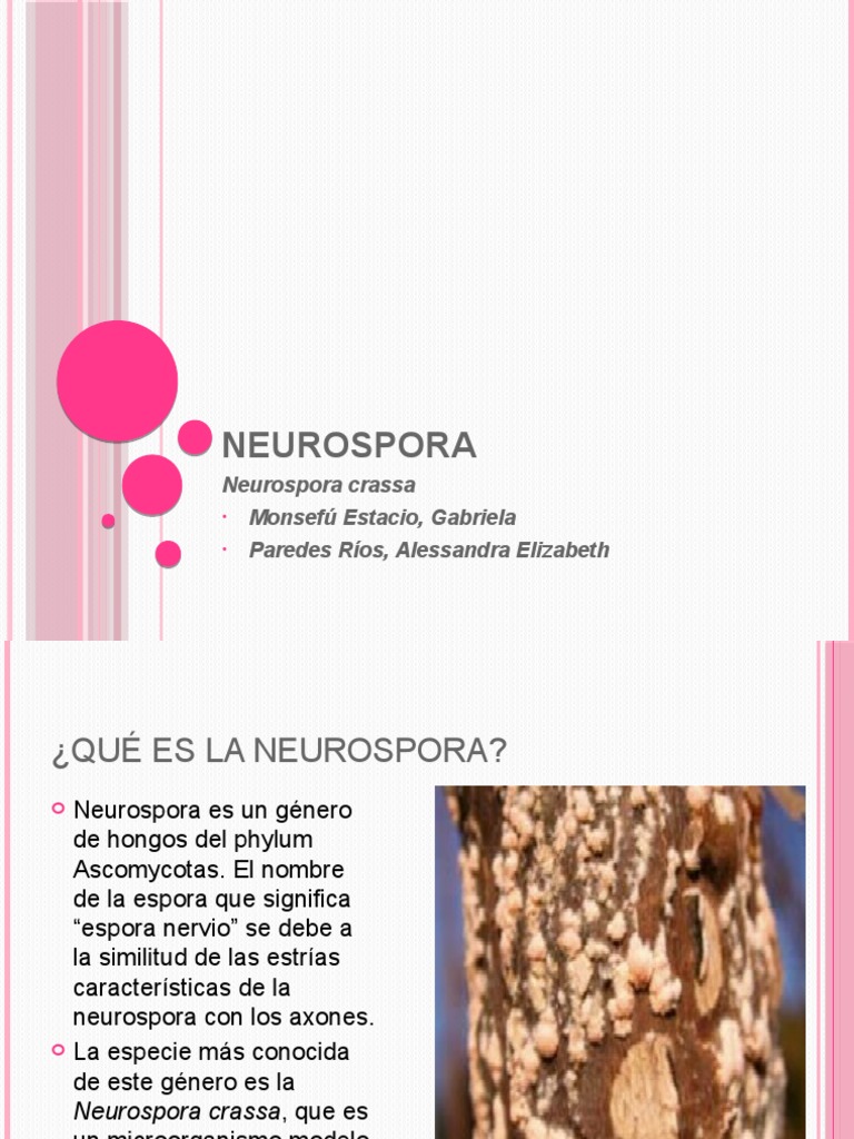 Características de Neurospora crassa | PDF