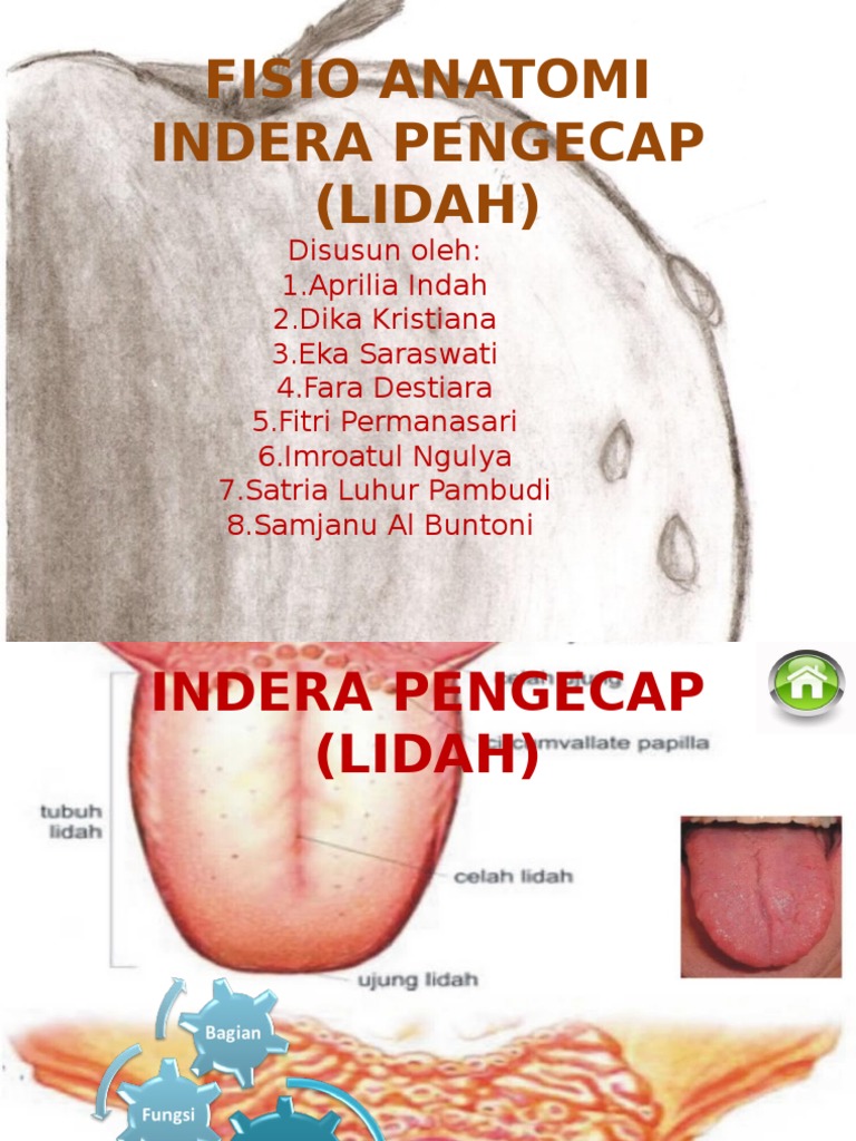 FISIO ANATOMI (Indera Pengecap) | PDF