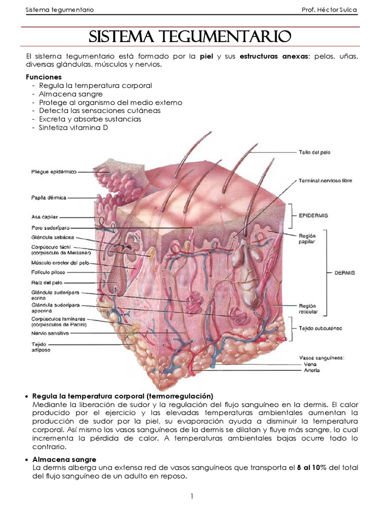 Sistema Tegumentario | PDF | Piel | Epidermis