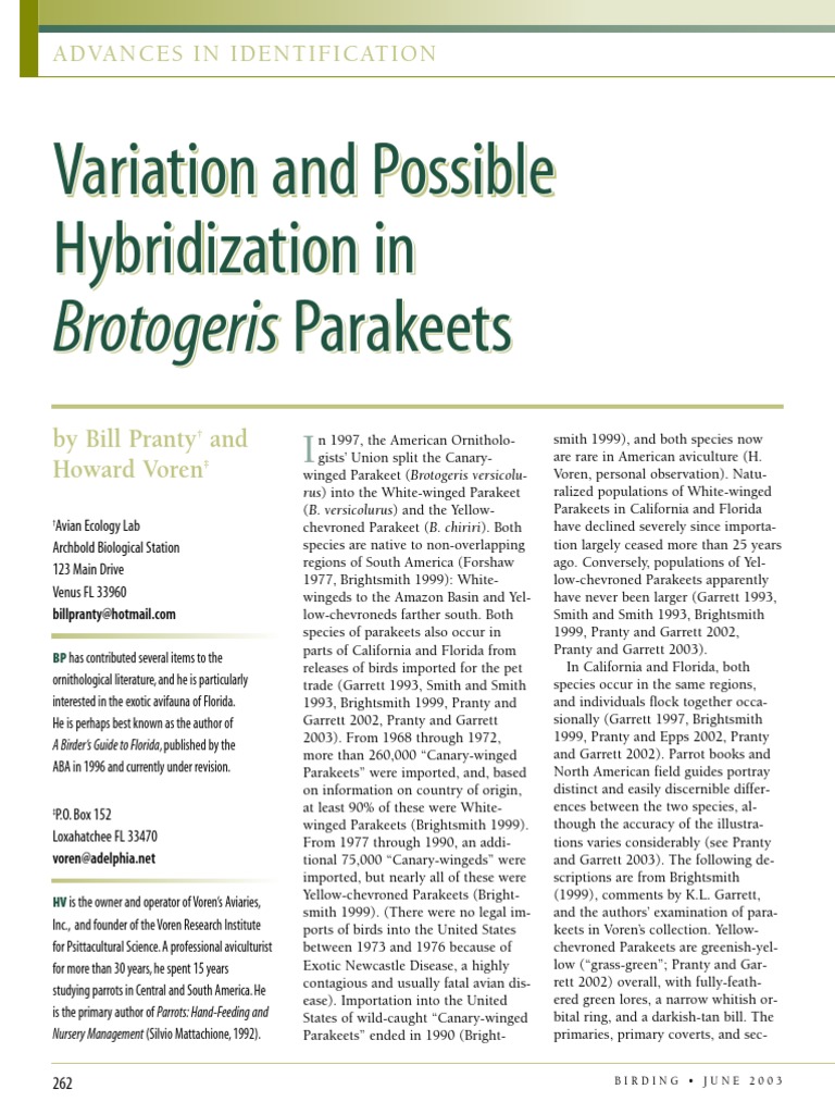 Brotogeris Parakeet Hybrids in Florida | PDF | Parrot | Birds