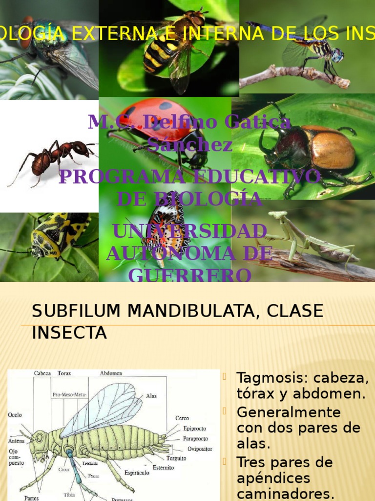 Morfología Ext. e Interna de Insectos | Insectos | Mosca