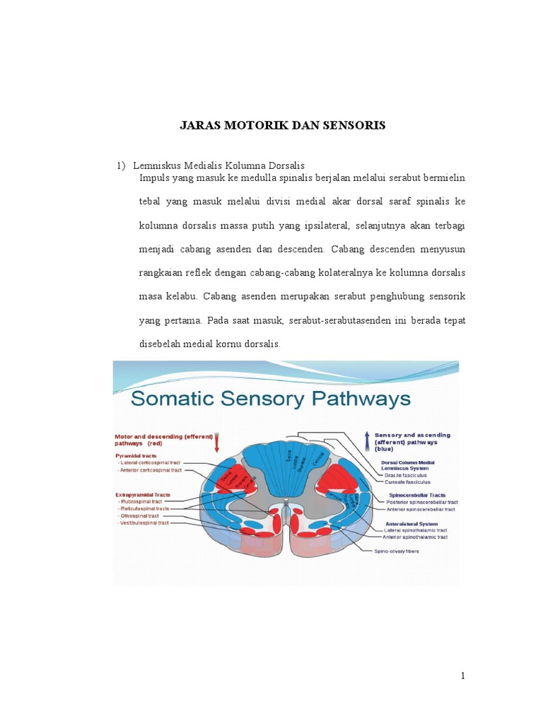 Tugas Jaras Sensorik Dan Motorik | PDF