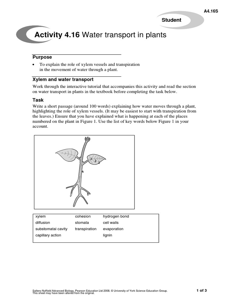 Water Transport in Plants | PDF | Plants | Nature