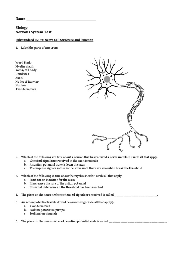 ST Biology Nervous System IEP Test | PDF | Neuron | Axon