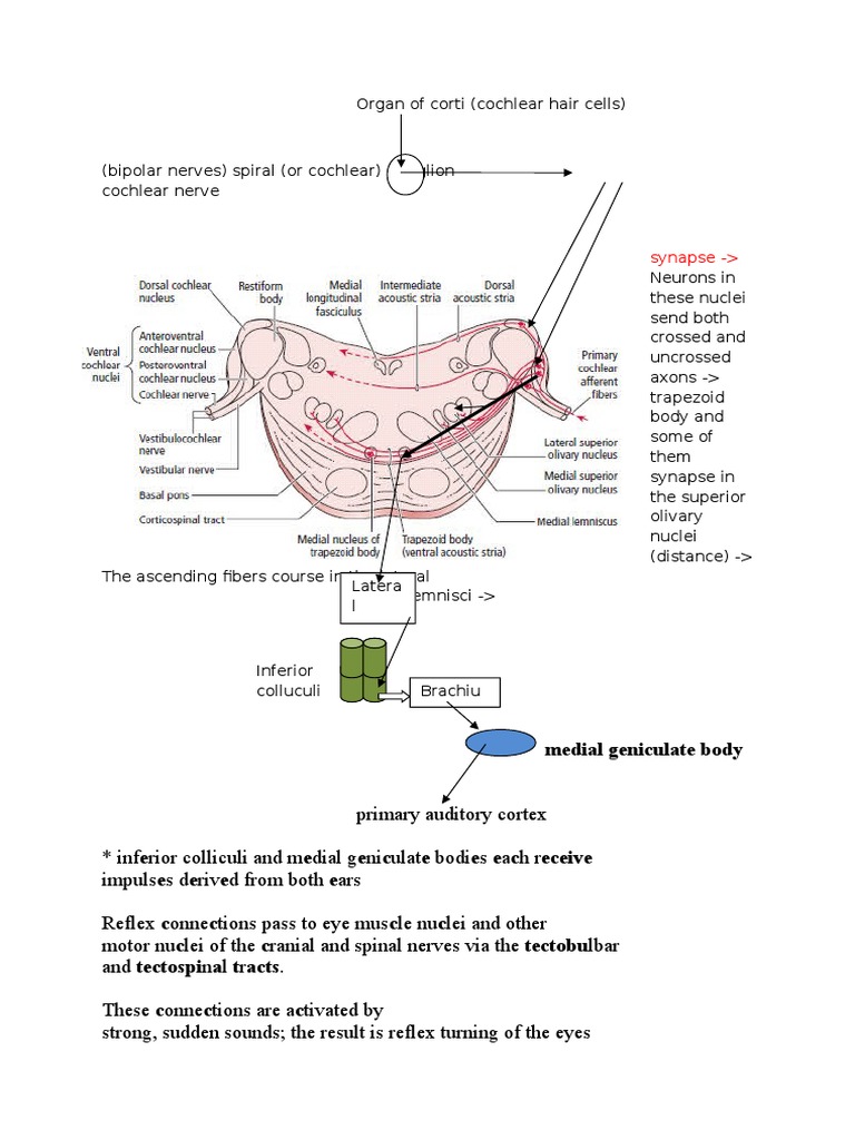 Medial Geniculate Body: Synapse | PDF | Vestibular System | Auditory System