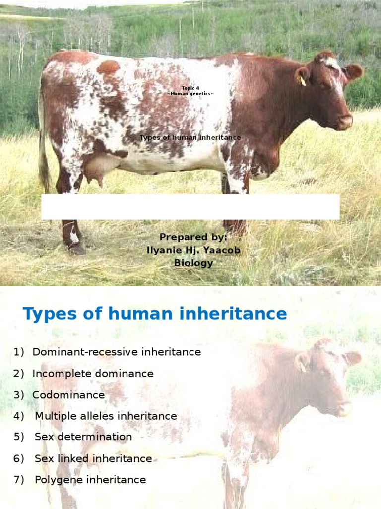 Types of Human Inheritance Explained | PDF | Dominance (Genetics) | Allele