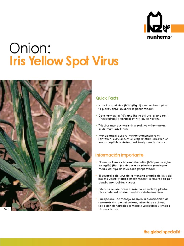 IYSV Iris Yellow Spot Virus | PDF | Onion | Infection