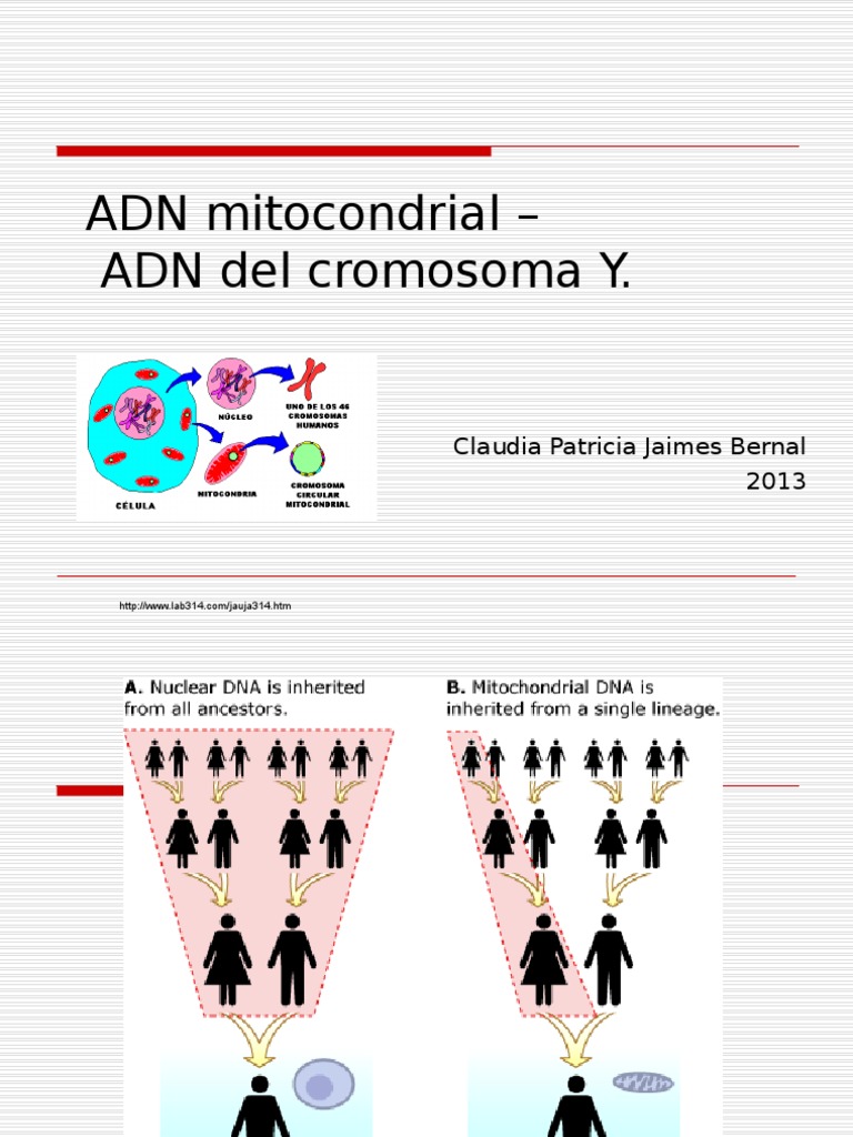 ADN Mitocondrial y ADN Del Cromosoma Y _2013 | ADN mitocondrial | Mutación