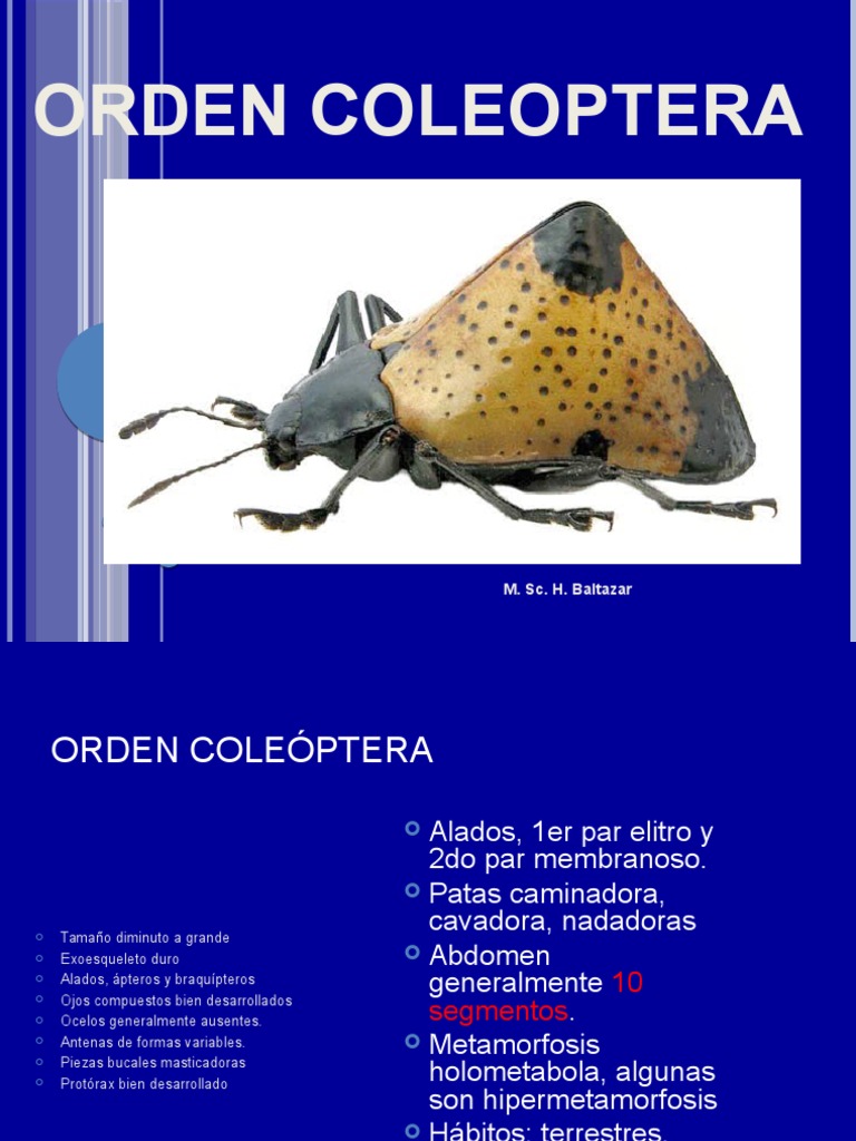 Orden Coleoptera | PDF | Escarabajo | Insectos