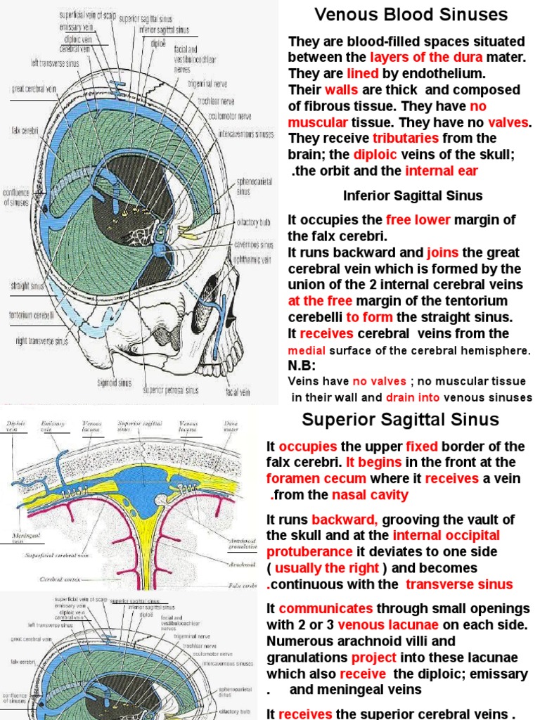 Venous Blood Sinuses Guide: Anatomy, Drainage & Clinical Notes | PDF ...