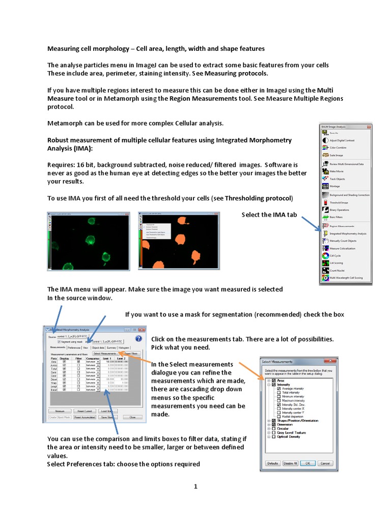 Cell Morphology Measurement Techniques | PDF | Staining | Cell Nucleus