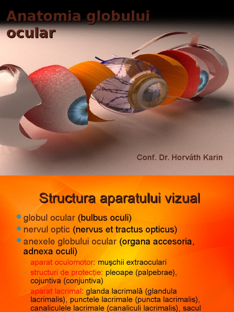 Anatomia OCHIULUI | PDF