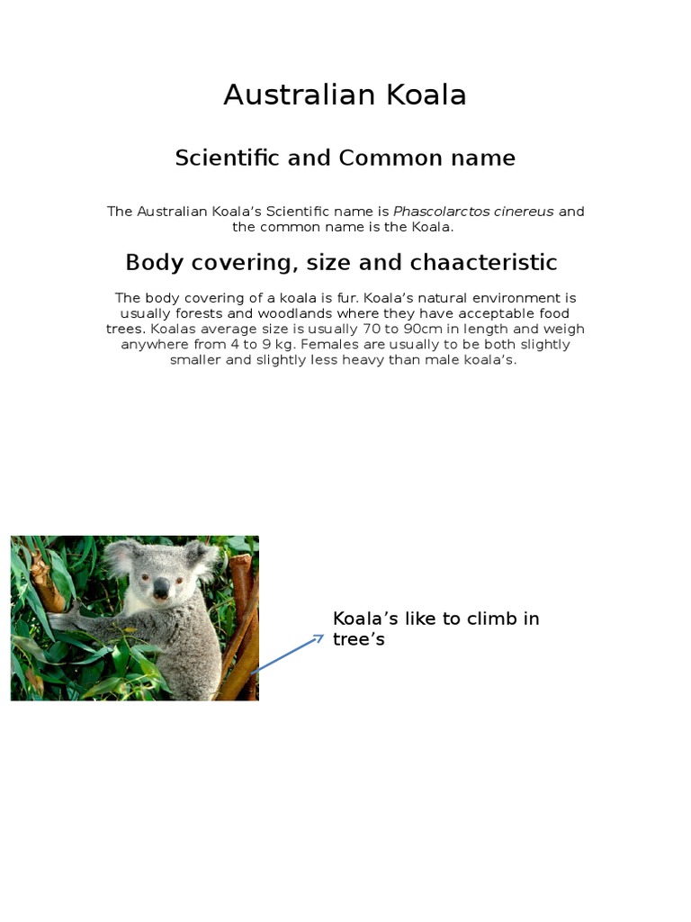 Australian Koala | PDF