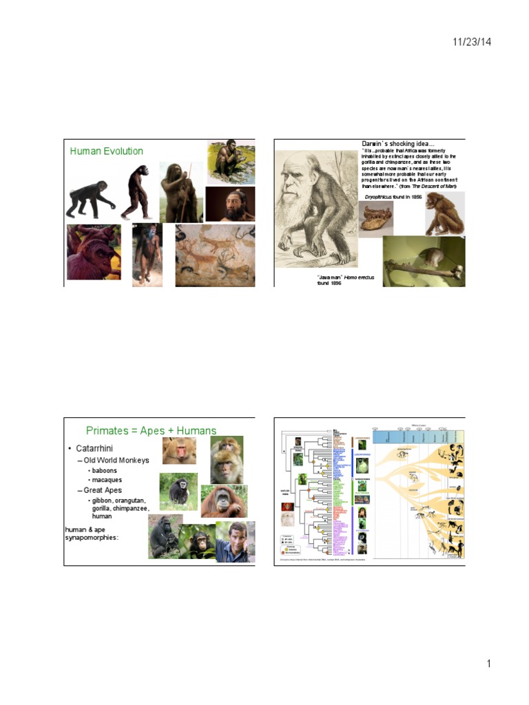 Human Evolution: Primates Apes + Humans | PDF | Homo | Human Evolution