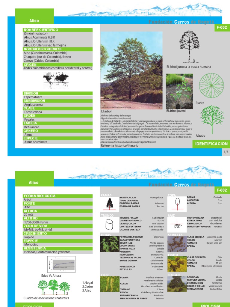 Aliso (Alnus Acuminata) | PDF | Tallo de la planta | Hoja