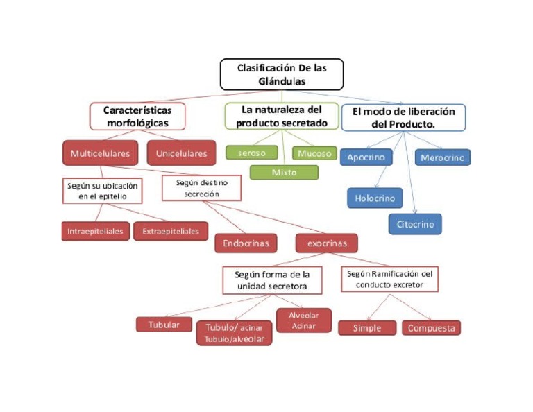 Clasificacion de Las Glandulas | PDF