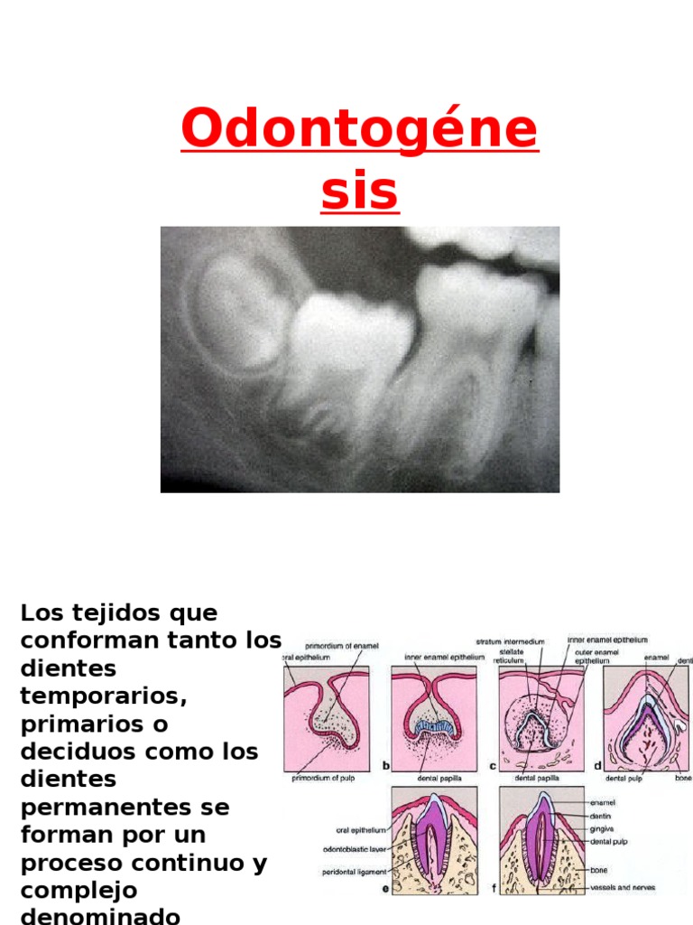 Etapas de la Odontogénesis | PDF | Diente humano | Esmalte de dientes